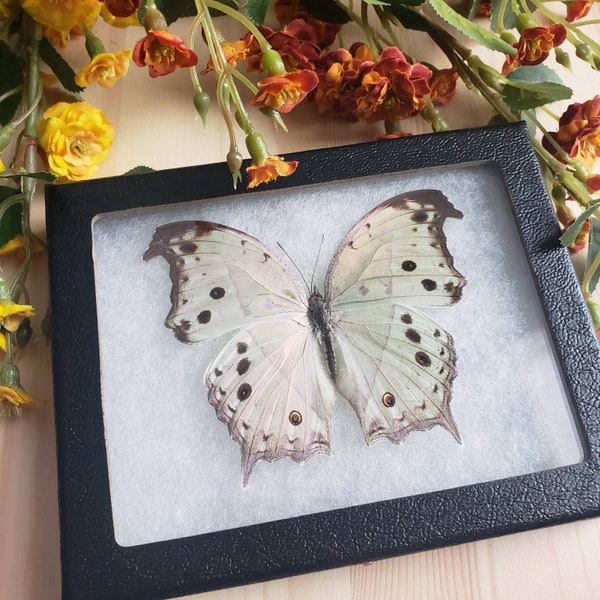 Butterfly Display - Etsy