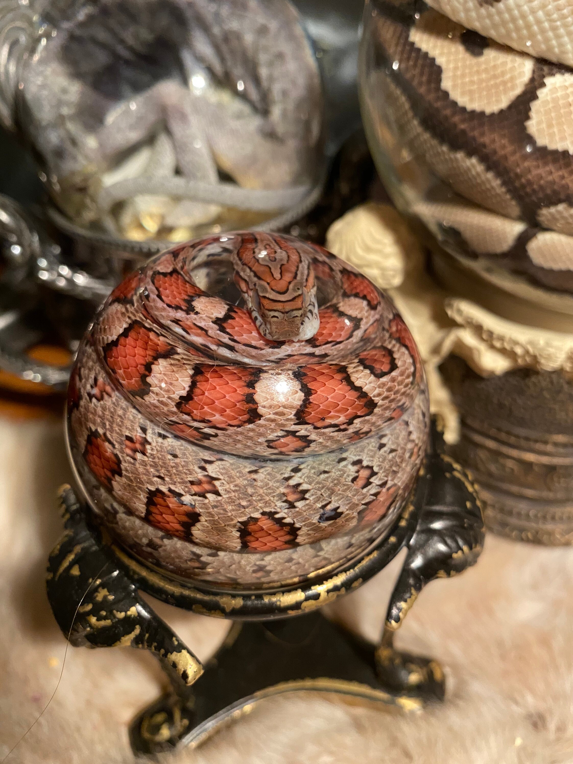 Corn Snake Wet Specimen Globe | Etsy