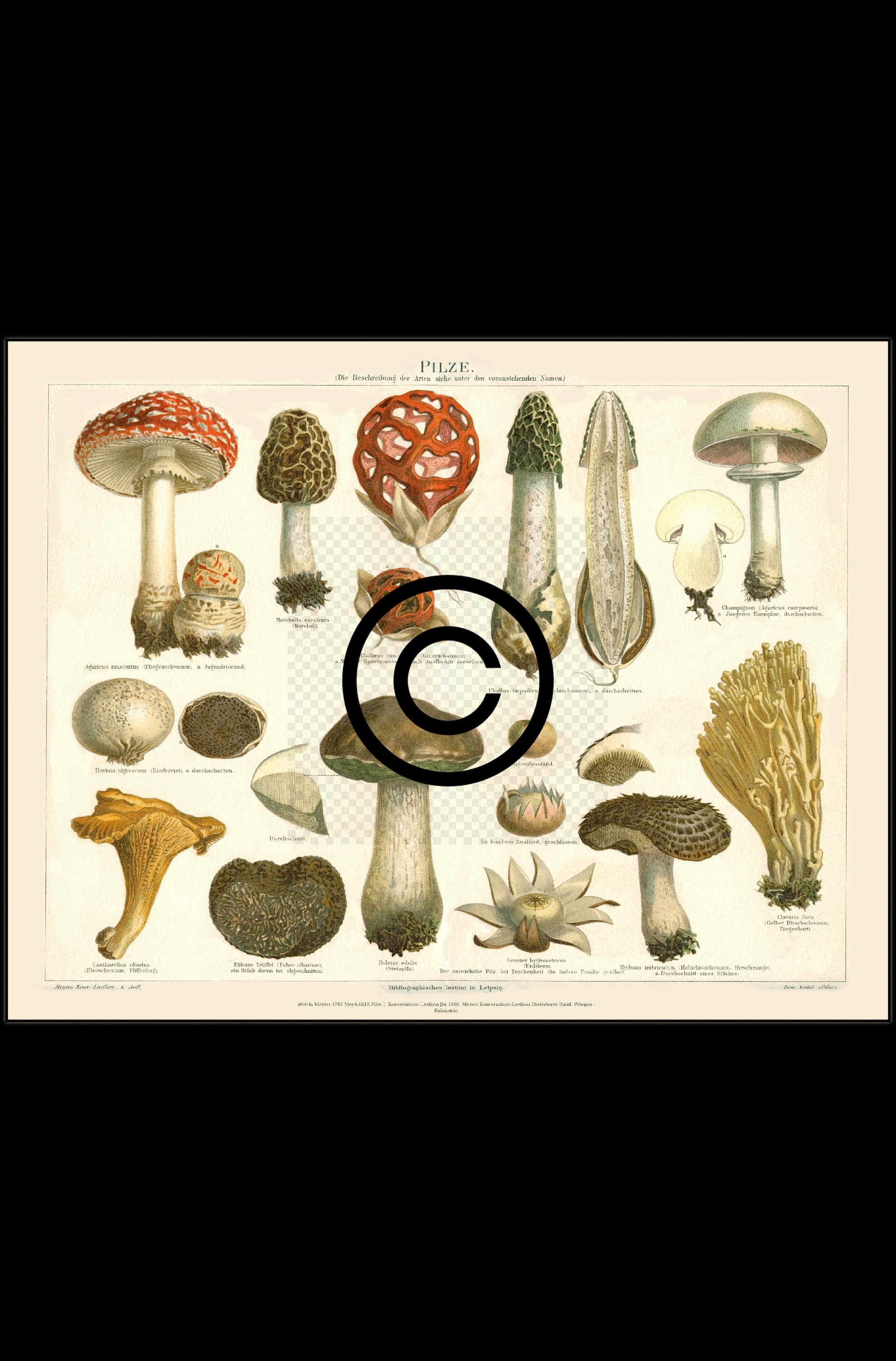 Unique Mushroom Identification Chart - Etsy