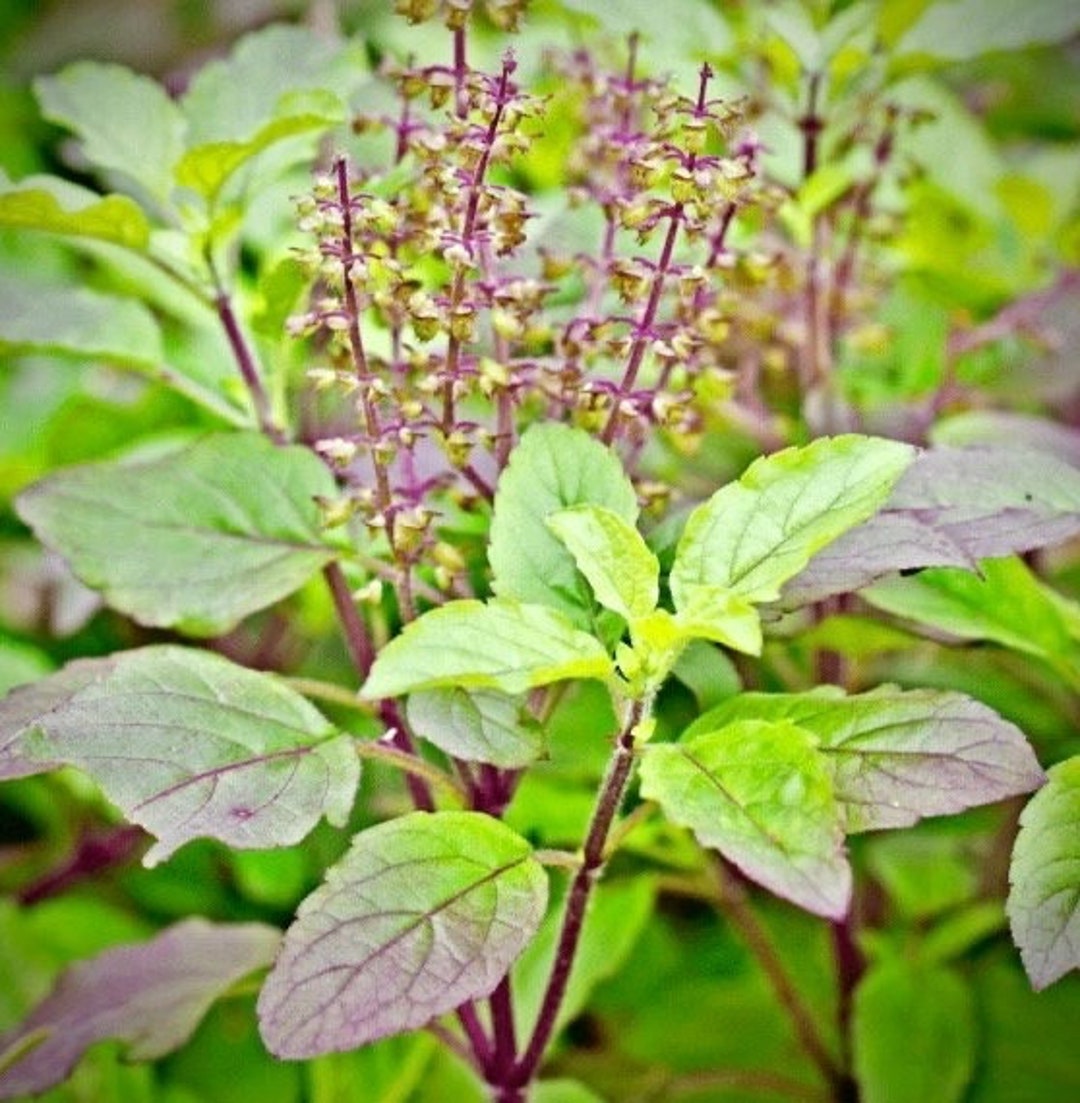 Red Holy Basil Seedsthai Red Holy Basil,tulsi Holy Basil,kra-pa. - Etsy