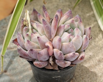 Echeveria Pink Diamond, Rare Succulent, Pink Lola Hybrid Succulent ...