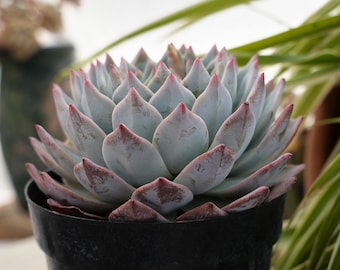 Echeveria Blue Bird – Powdery Blue Succulent in 4” Pot – Rosette Form ...
