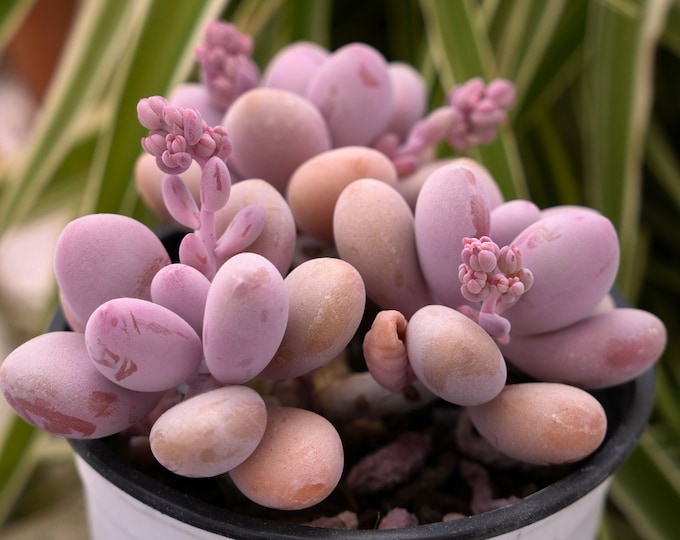 Rare Succulent, Graptopetalum Amethystinum, Lavender Pebbles, Living ...
