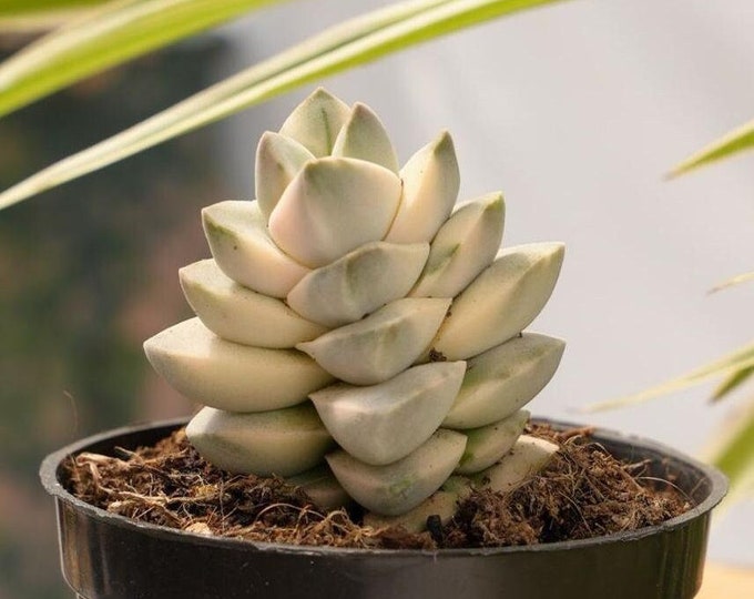 Crassula Fragarioides - 2" Pot - Etsy