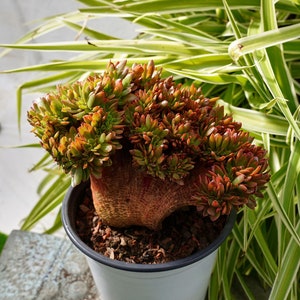 Echeveria Candy Crested-succulent - Etsy