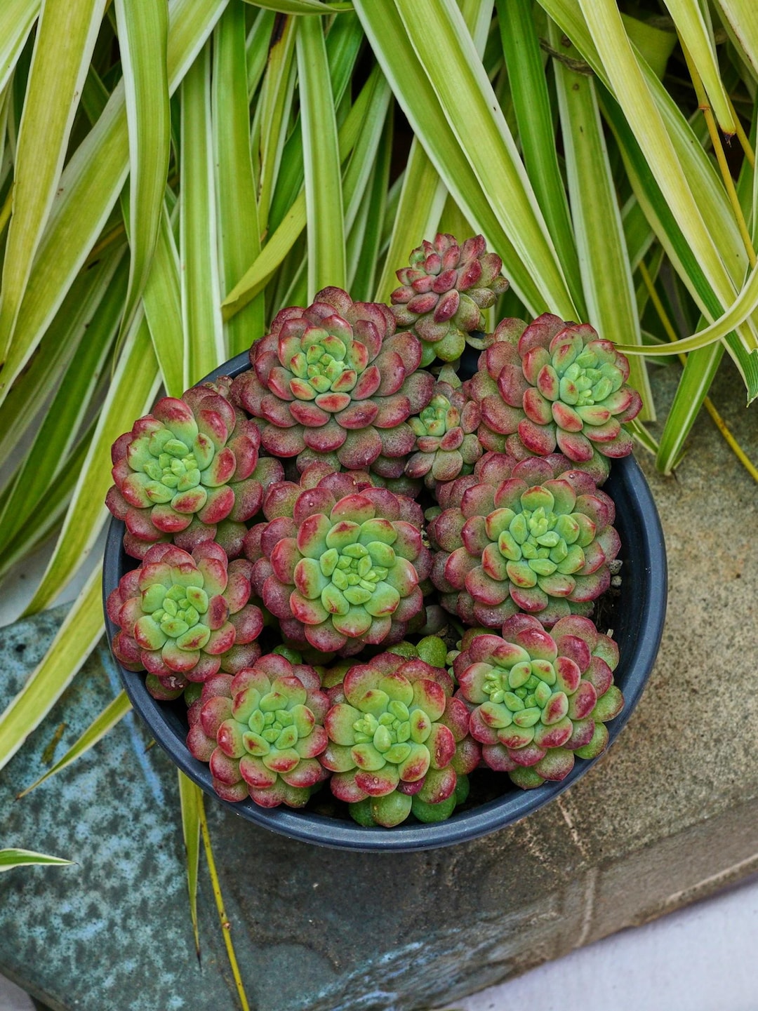 Graptoveria Pearl Beans - Succulent - Etsy