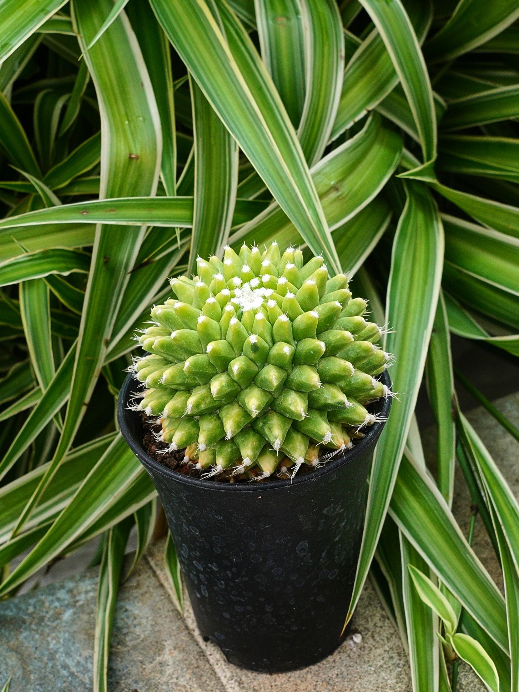 Cactus Ice Cream - Rare Cacti, Cactus Plants Live - Etsy
