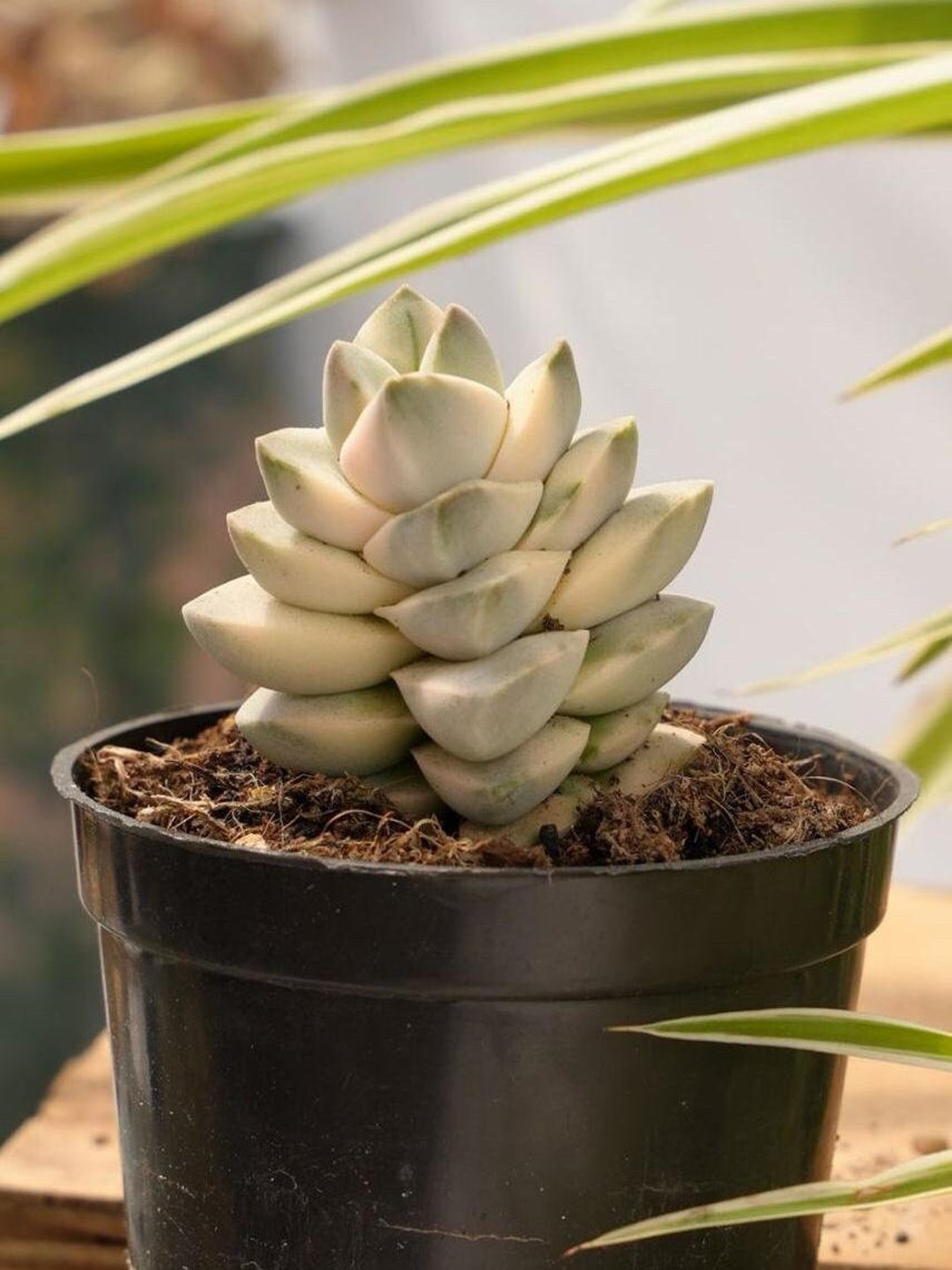 Crassula Moonglow Variegated-succulent - Etsy