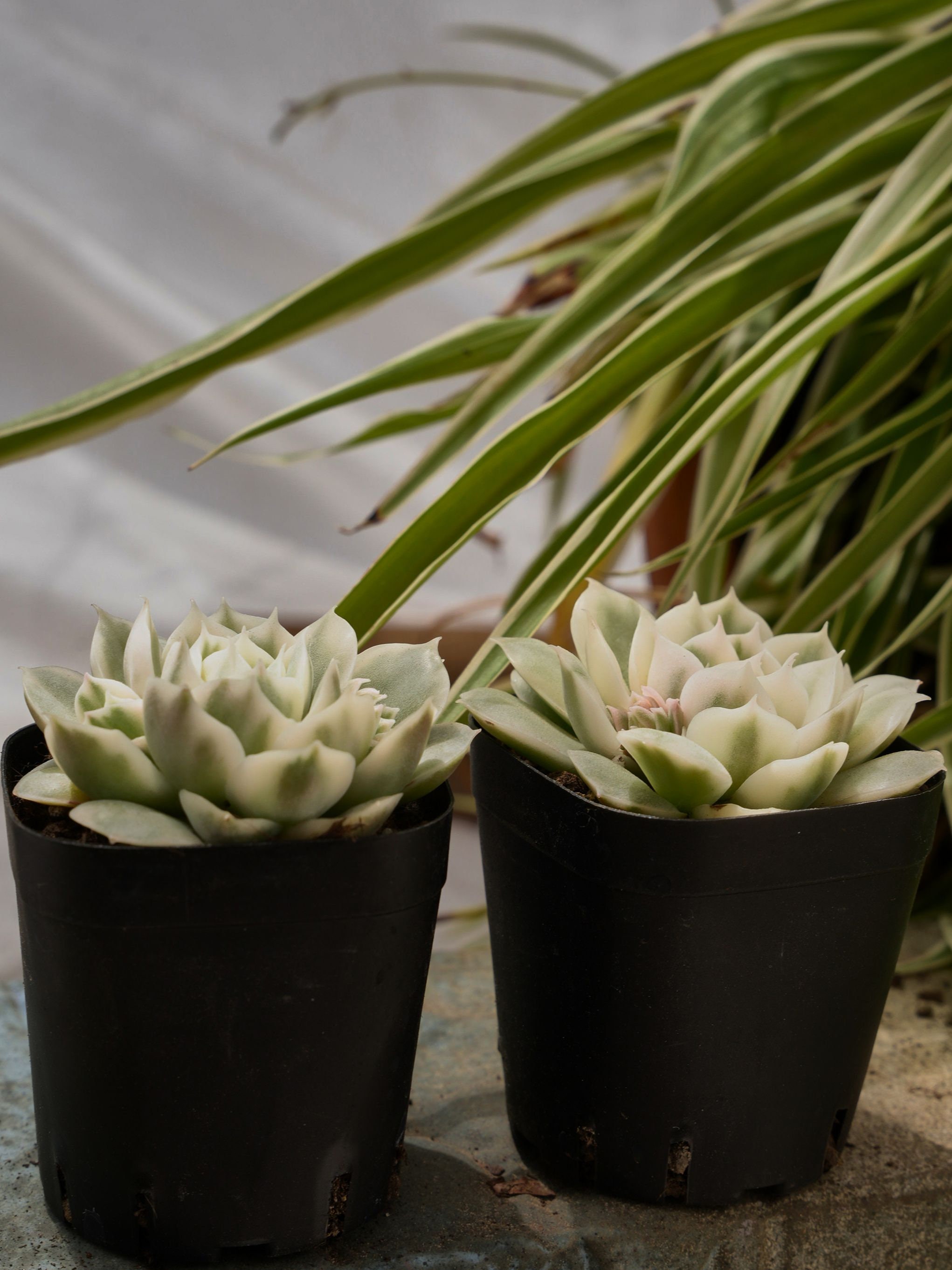 Echeveria Onslow Variegated-succulent - Etsy Echeveria Onslow Variegated-succulent - Etsy