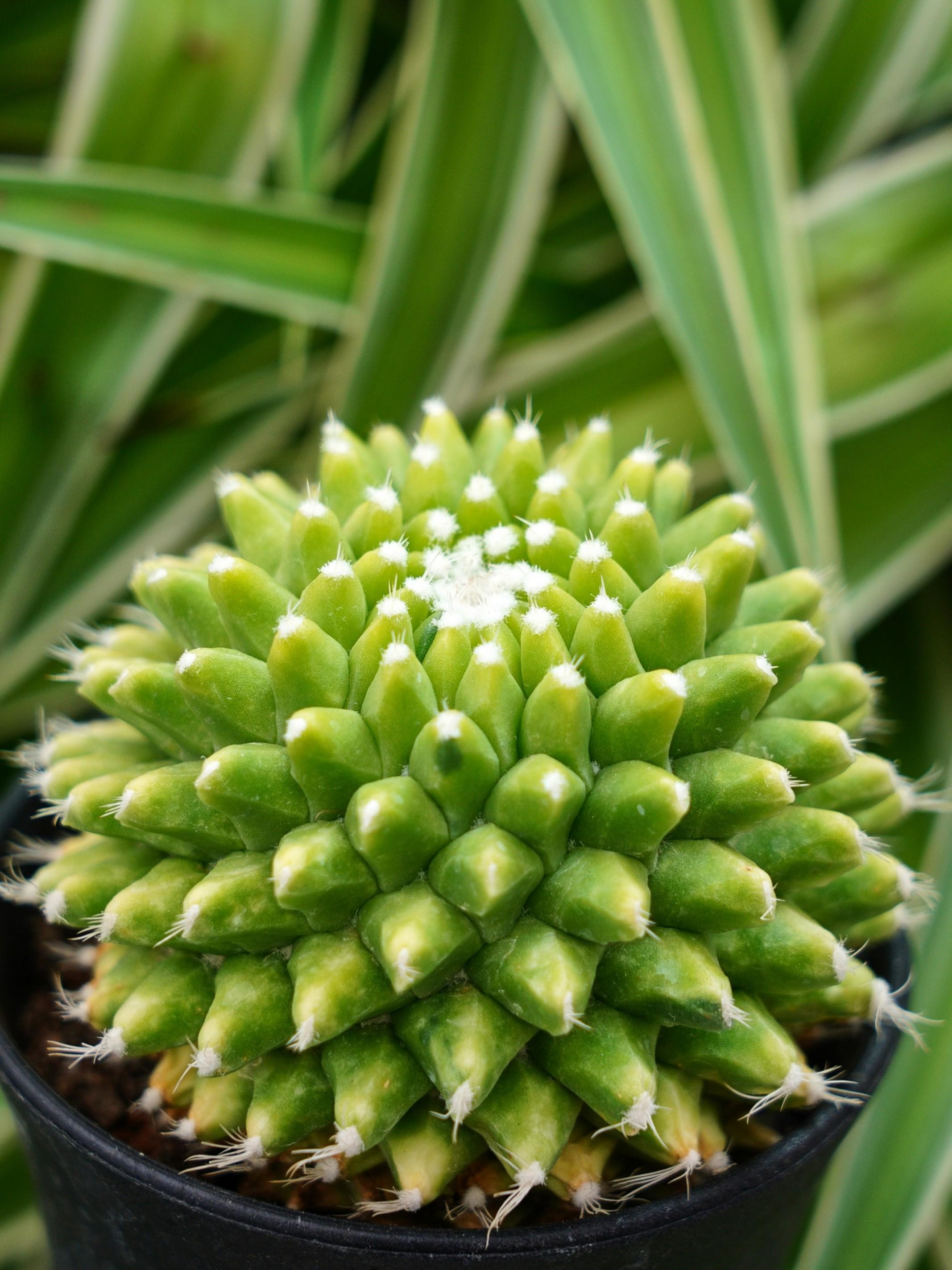 Cactus Ice Cream - Rare Cacti, Cactus Plants Live - Etsy