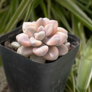 Graptopetalum Ellen Variegated-succulent - Etsy