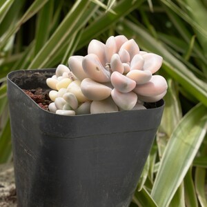 Graptopetalum Ellen Variegated-succulent - Etsy