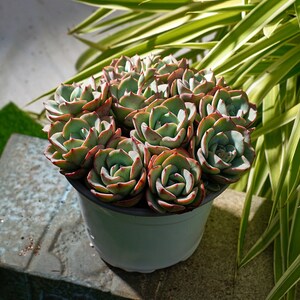 Echeveria Atlantis-succulent - Etsy