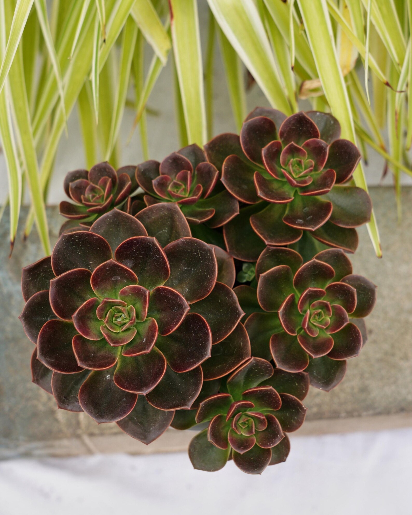 Echeveria Melaco - Succulent - Etsy