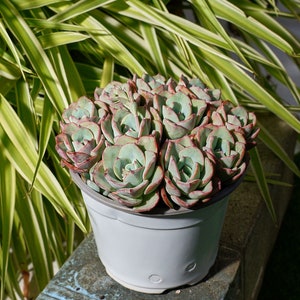 Echeveria Atlantis-succulent - Etsy