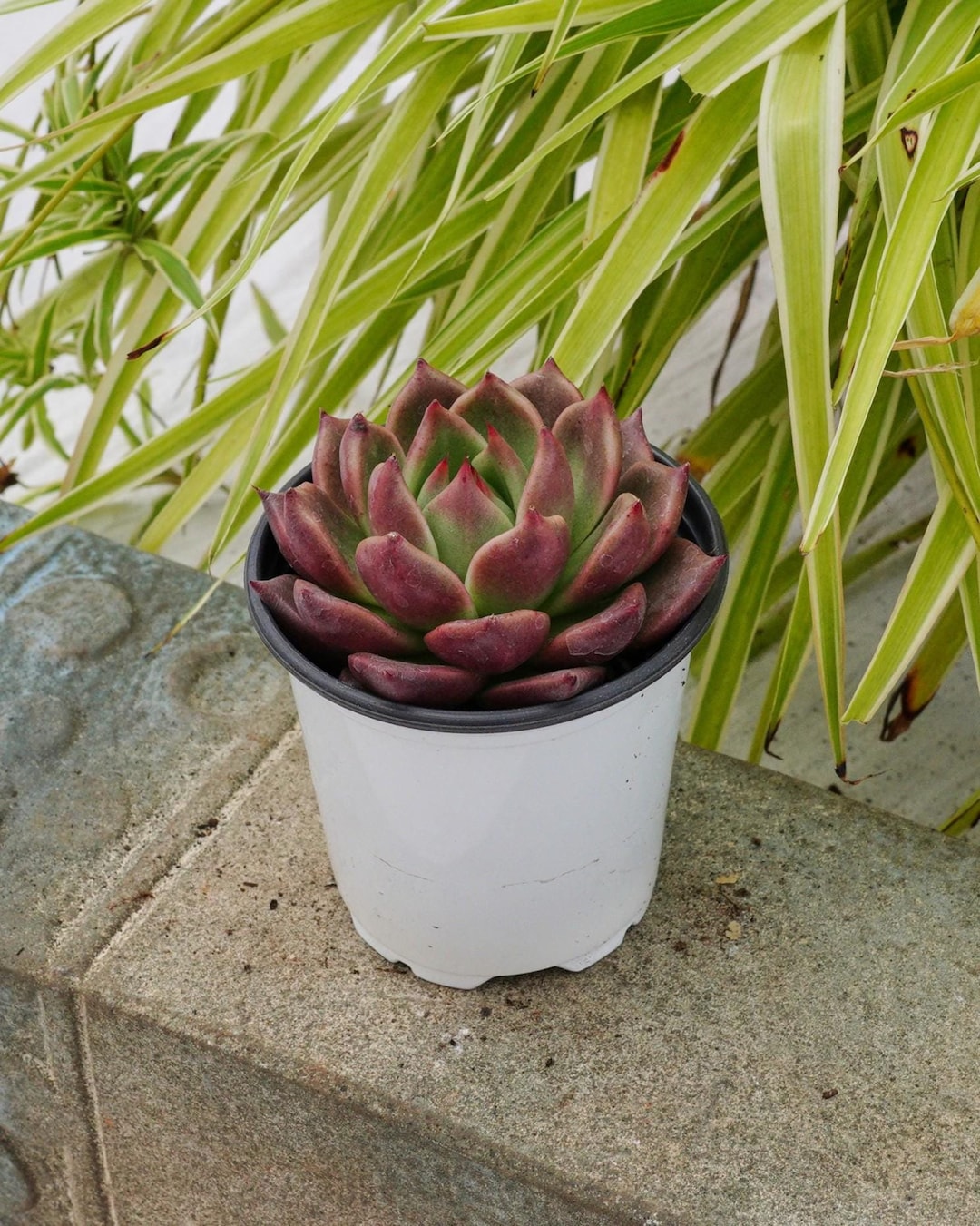 Echeveria Red Dragon - Succulent - Etsy