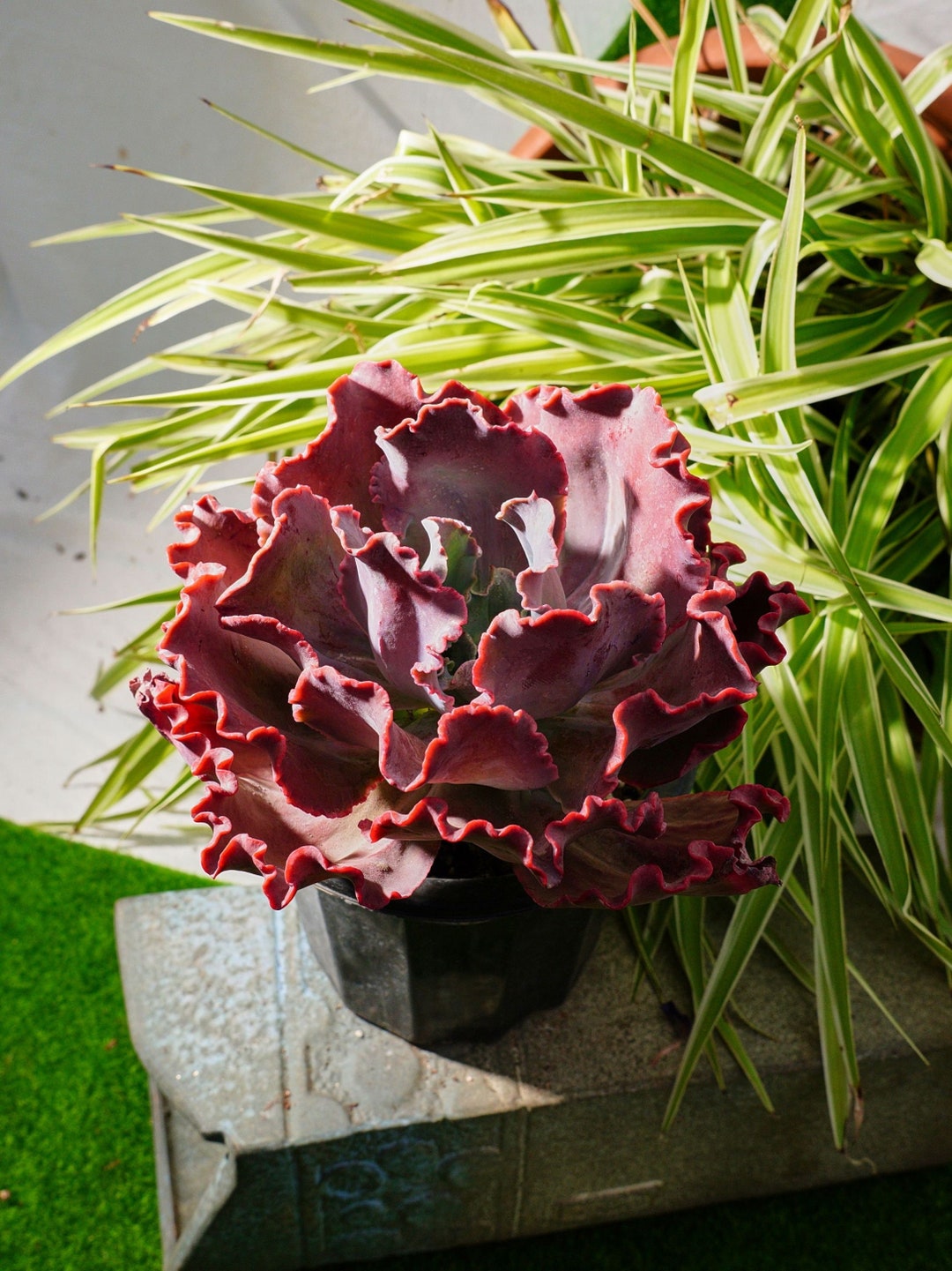 Echeveria Red Coral-succulent - Etsy