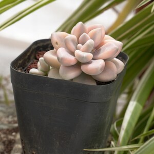 Graptopetalum Ellen Variegated-succulent - Etsy