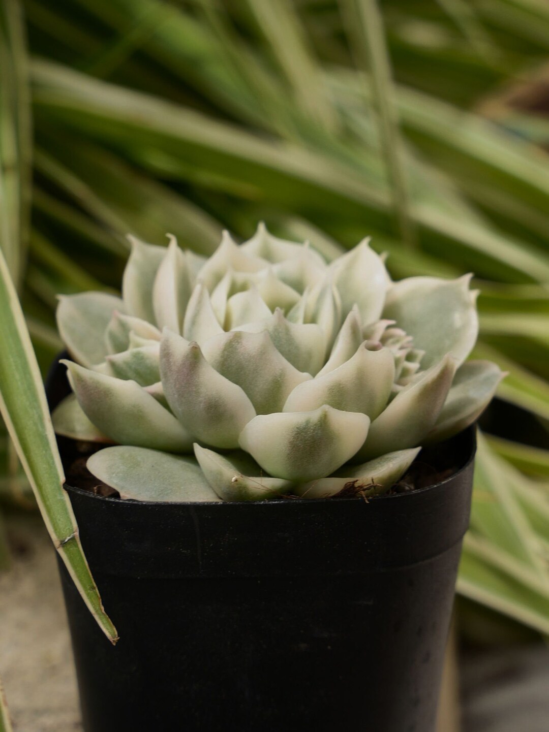 Echeveria Onslow Variegated-succulent - Etsy Echeveria Onslow Variegated-succulent - Etsy