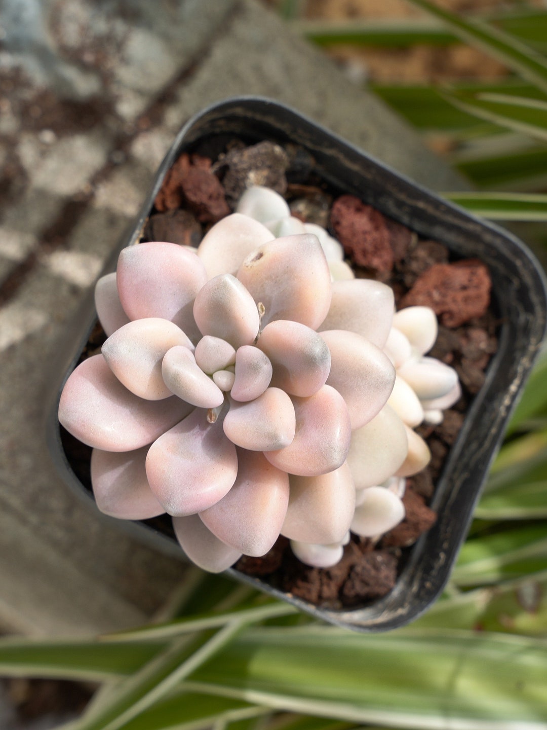 Graptopetalum Ellen Variegated-succulent - Etsy