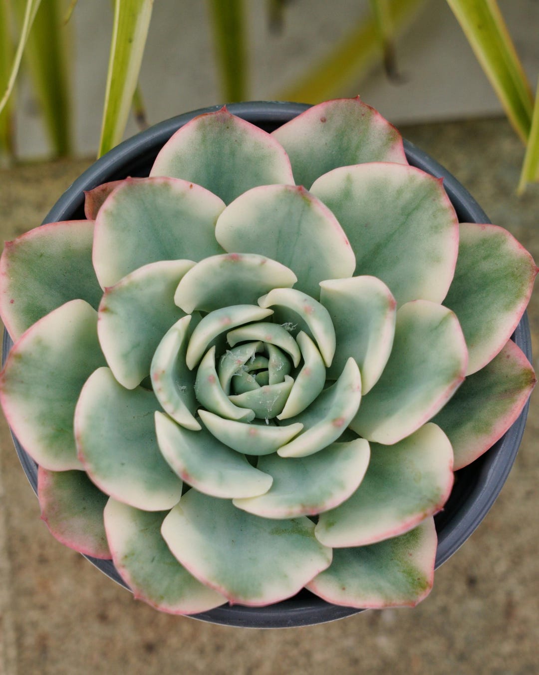 Echeveria Atlantis Variegated - Succulent - Etsy