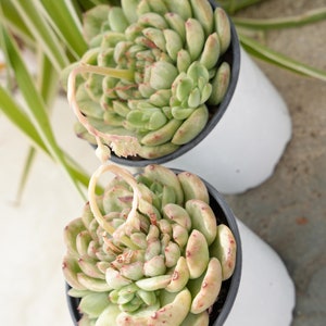 Echeveria Ice Angel-succulent - Etsy