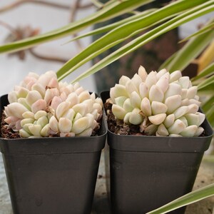 Echeveria Cream Beauty-succulent - Etsy