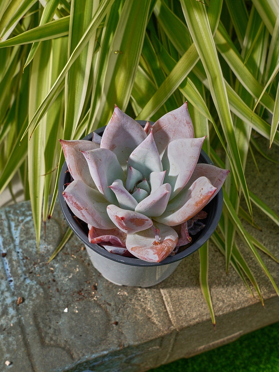 Echeveria Colorata-succulent - Etsy