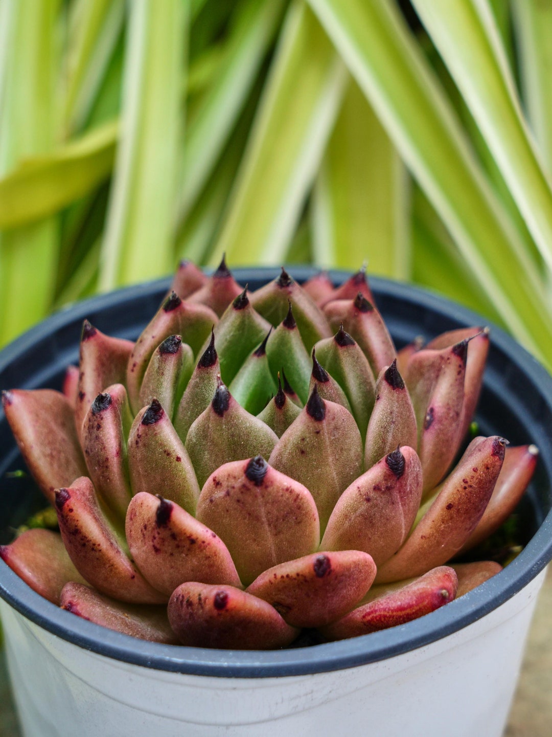 Echeveria Agavoides Halloween - Succulent - Etsy