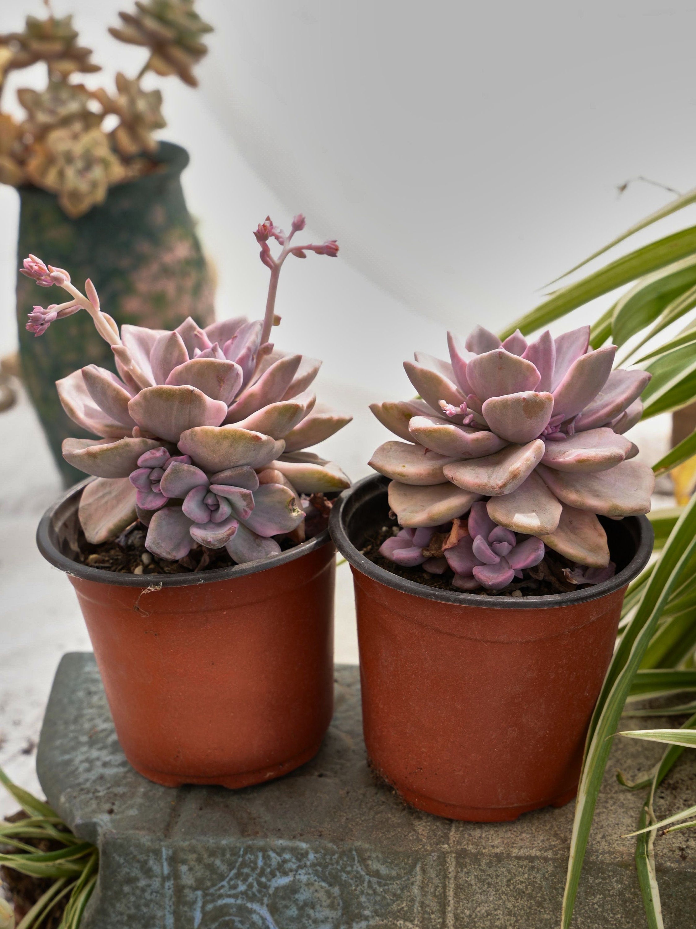 Graptoveria Gypsy Variegated-succulent - Etsy