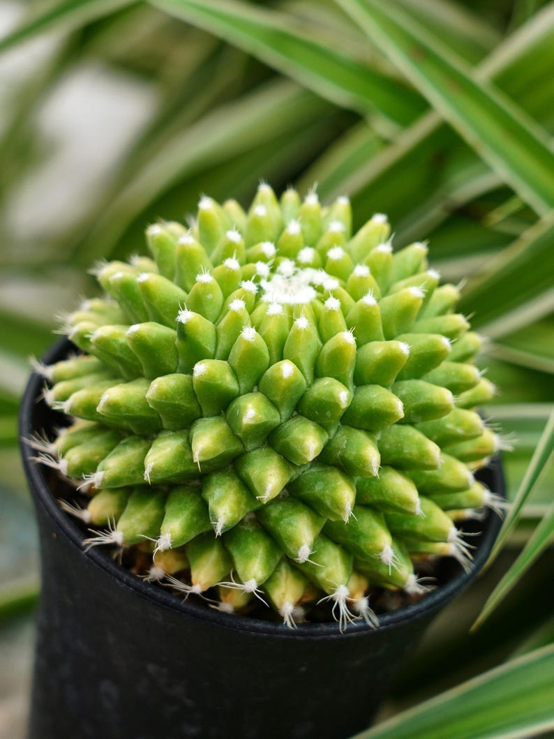Cactus Ice Cream - Rare Cacti, Cactus Plants Live - Etsy