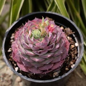 Echeveria Shallo Rose-succulent - Etsy