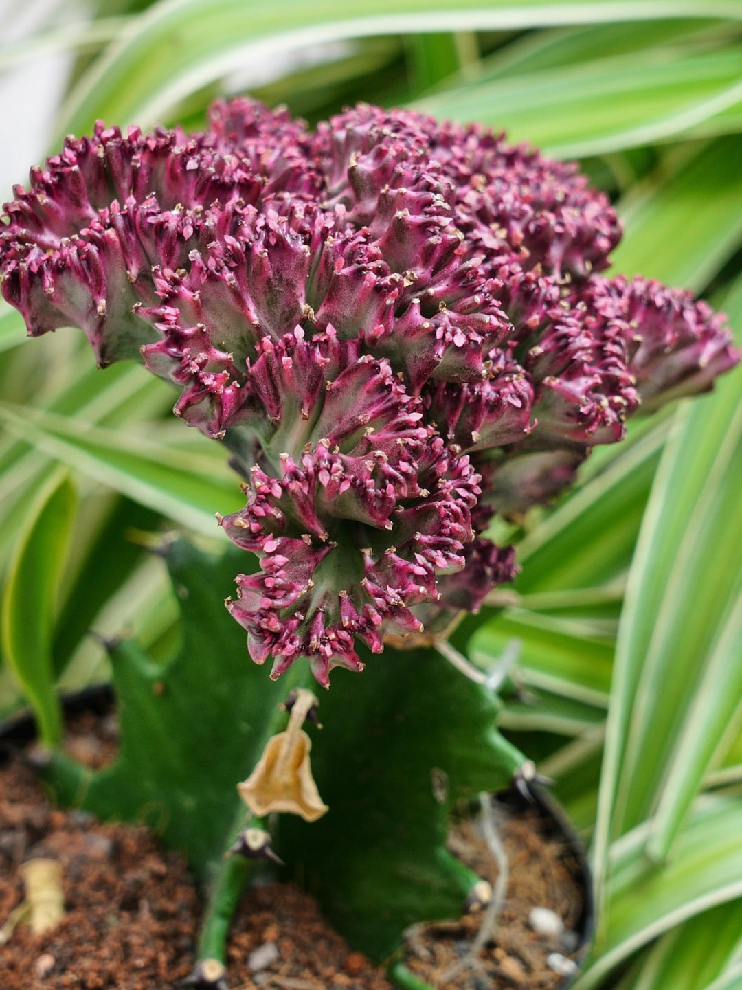 Euphorbia Lactea Cristata - Rare Cacti, Cactus Plants Live - Etsy