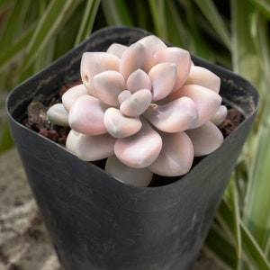 Graptopetalum Ellen Variegated-succulent - Etsy