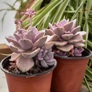 Graptoveria Gypsy Variegated-succulent - Etsy