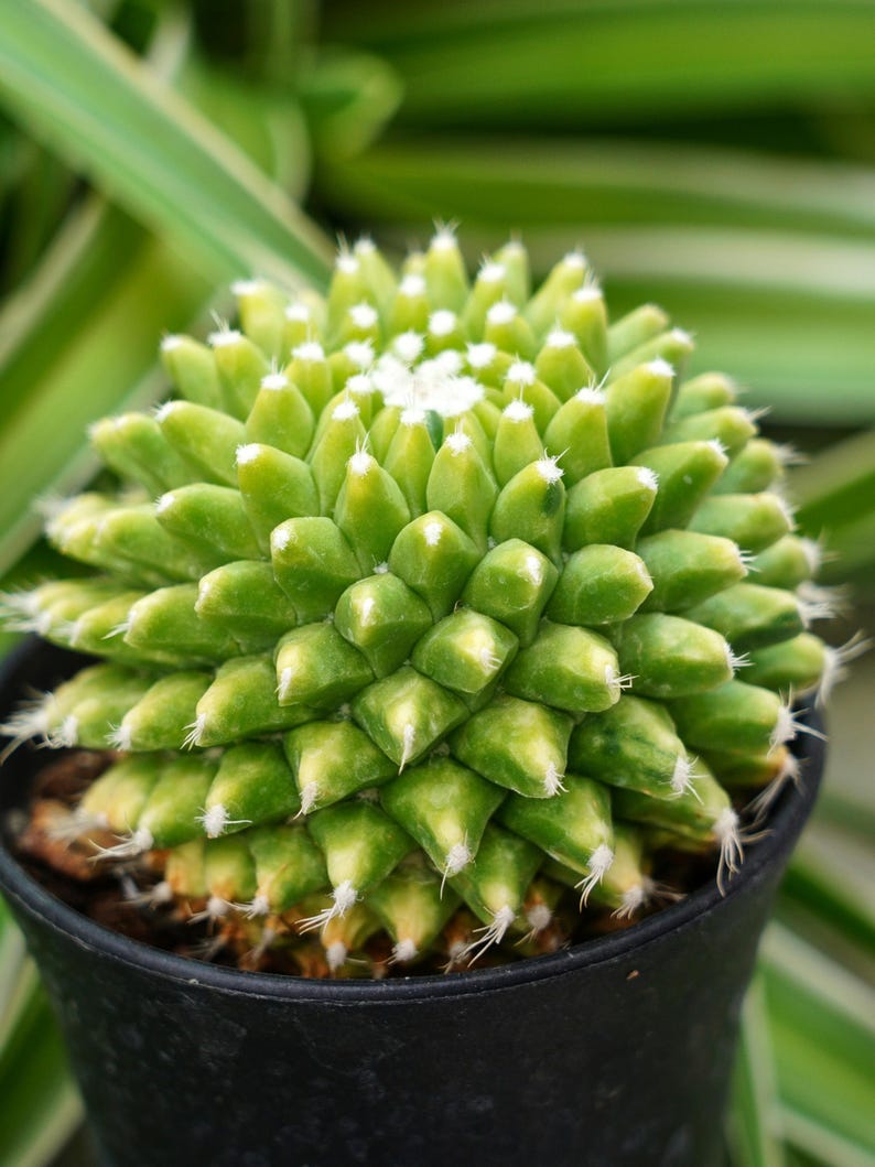 Cactus Ice Cream - Rare Cacti, Cactus Plants Live - Etsy