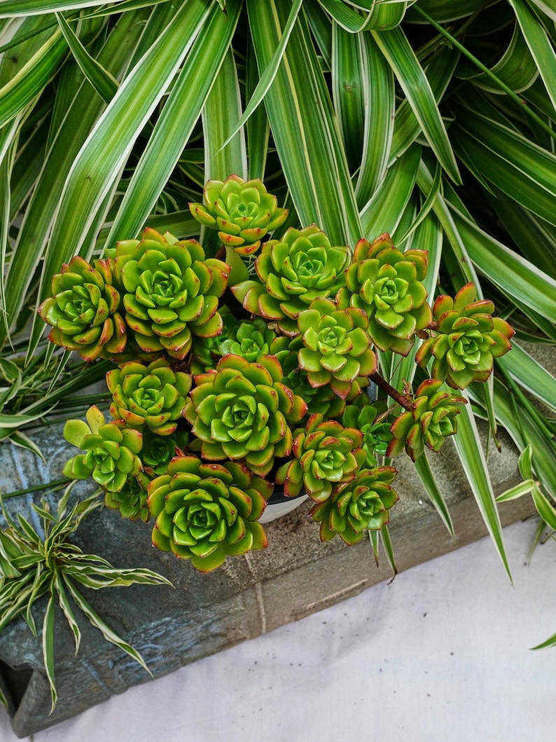 Sedeveria Letizia - Rare Cacti, Cactus Plants Live - Etsy