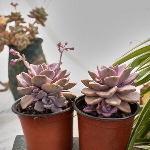 Graptoveria Gypsy Variegated-succulent - Etsy