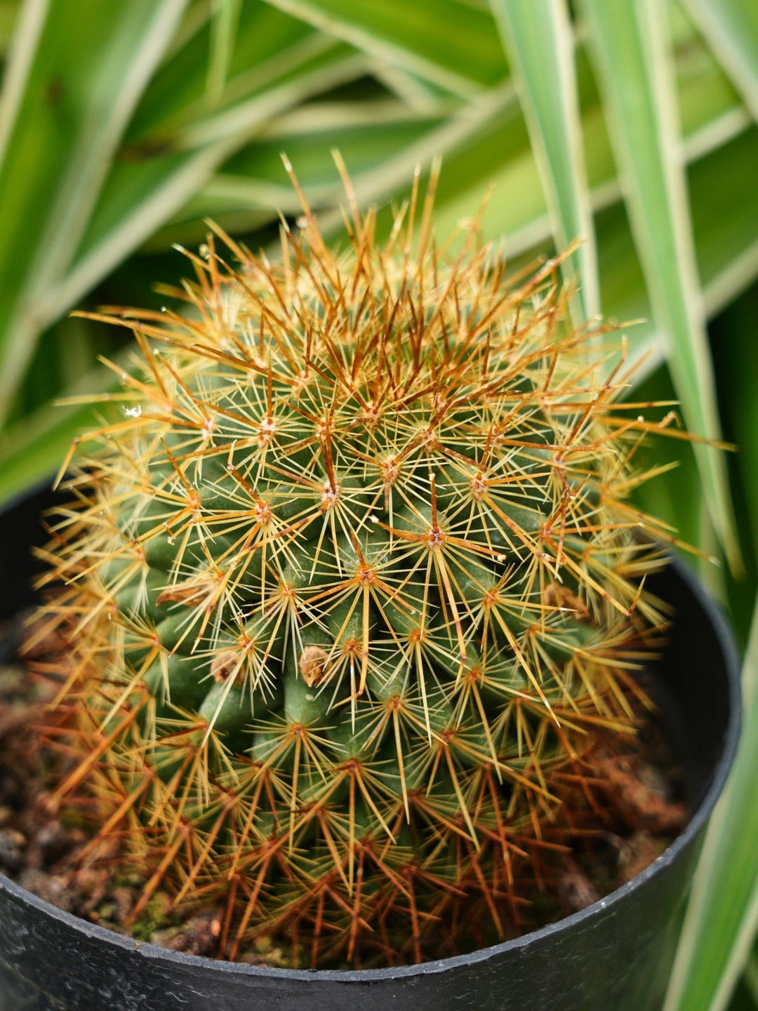 Cactus Cold Spring - Rare Cacti, Cactus Plants Live - Etsy