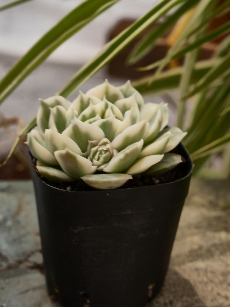 Echeveria Onslow Variegated-succulent - Etsy Echeveria Onslow Variegated-succulent - Etsy