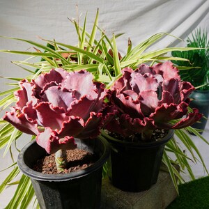 Echeveria Red Coral-succulent - Etsy