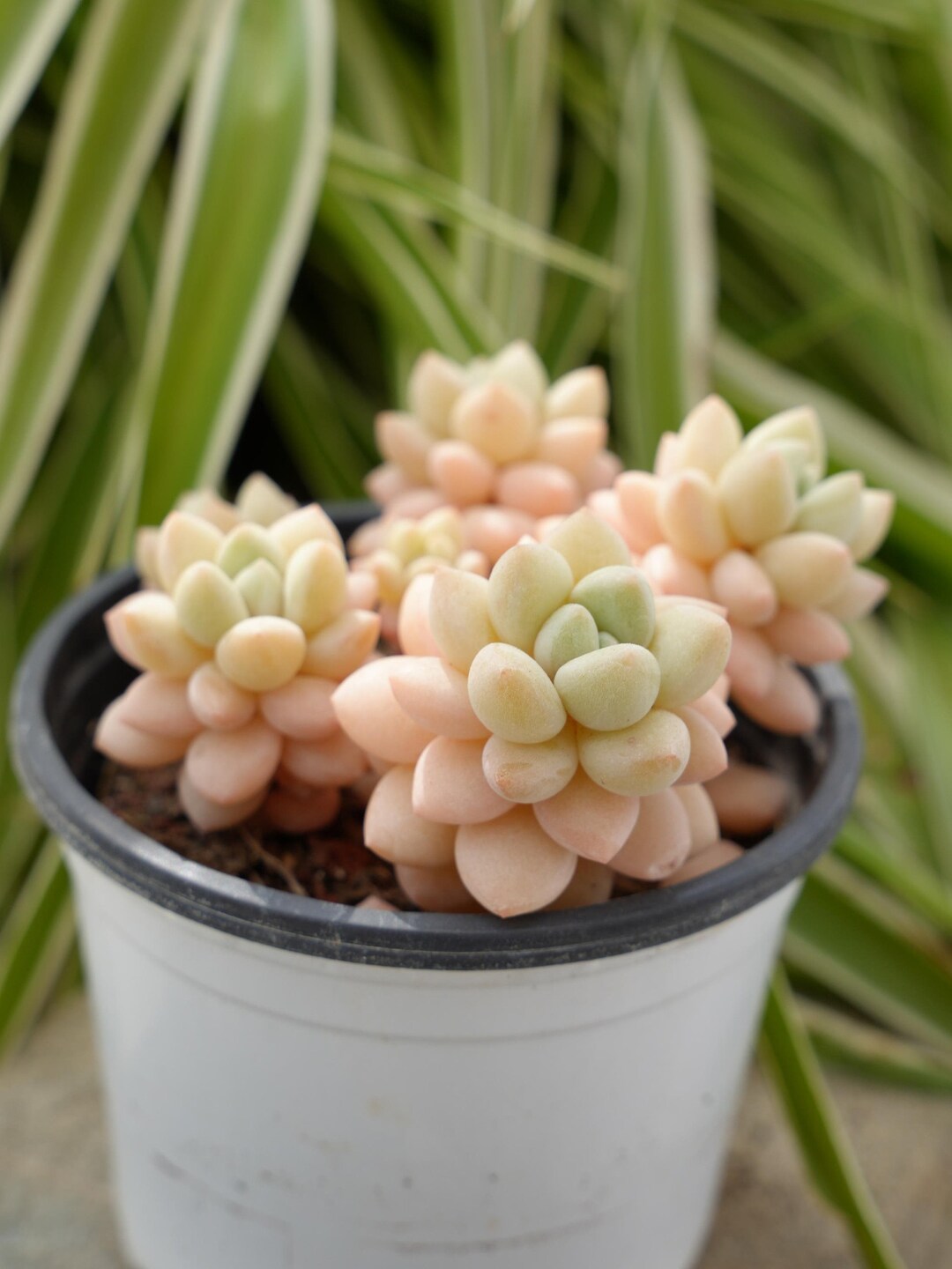 Pachyphytum Bubble Candy-succulent - Etsy