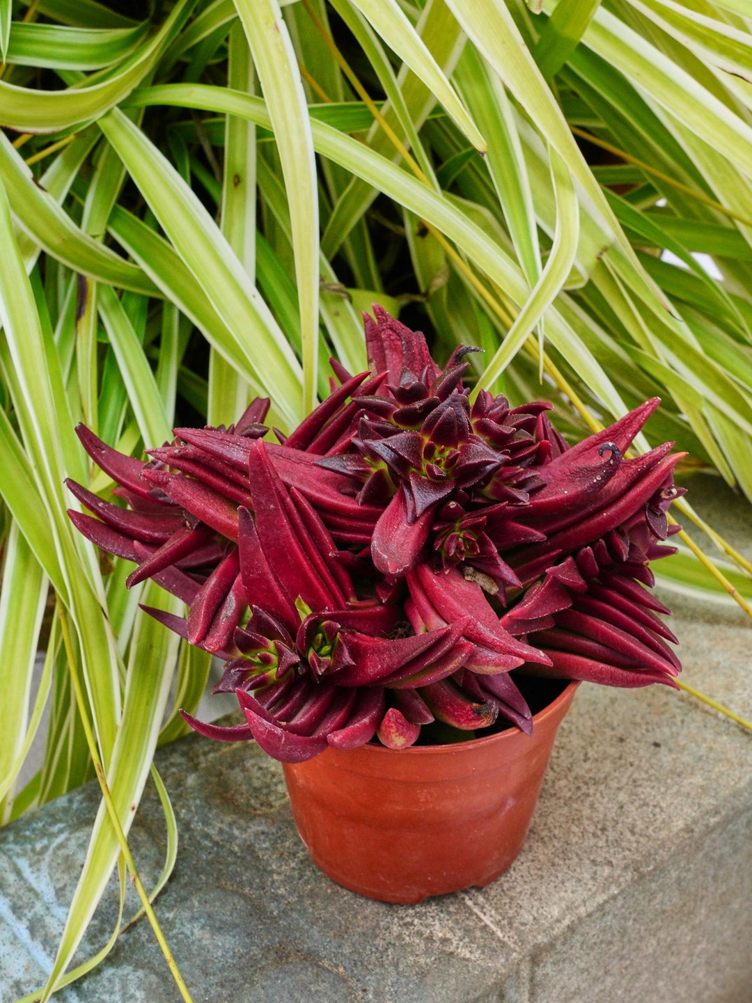 Crassula Fusca-succulent - Etsy