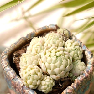 Echeveria Ball of Fat-succulent - Etsy