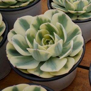 Echeveria Lenore Dean-succulent - Etsy