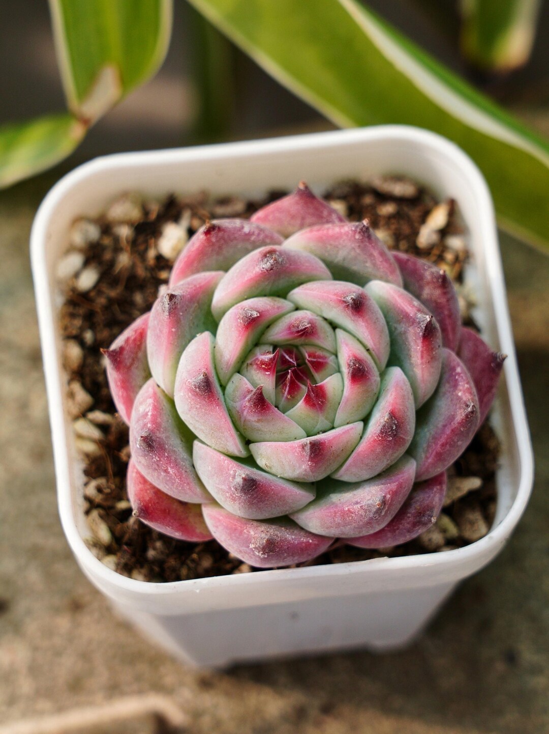 Echeveria Diamond Roca - Rare Succulents, Cactus Plants Live - Etsy