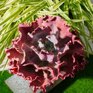 Echeveria Red Coral-succulent - Etsy