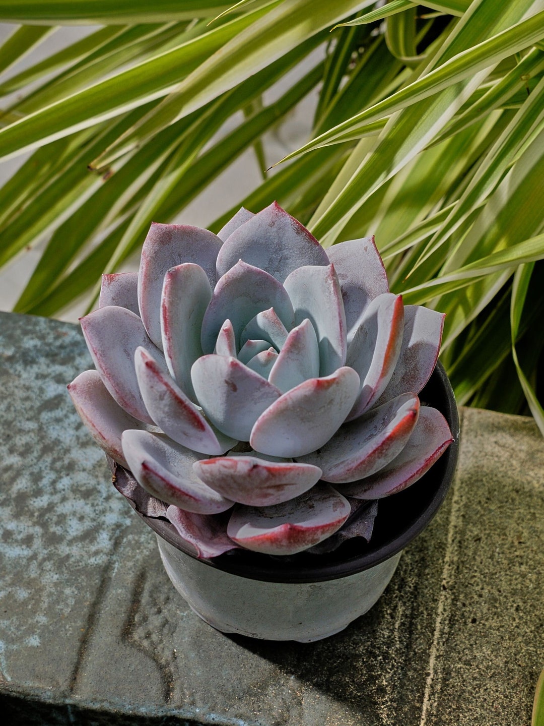 Echeveria Prolifica-succulent - Etsy