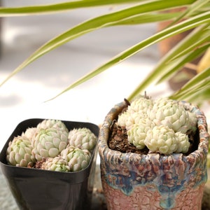 Echeveria Ball of Fat-succulent - Etsy