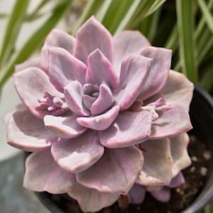 Graptoveria Gypsy Variegated-succulent - Etsy